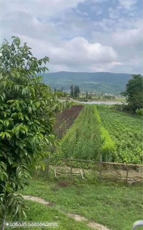 ნერგები სენაკში შინ მიტანით Facebook