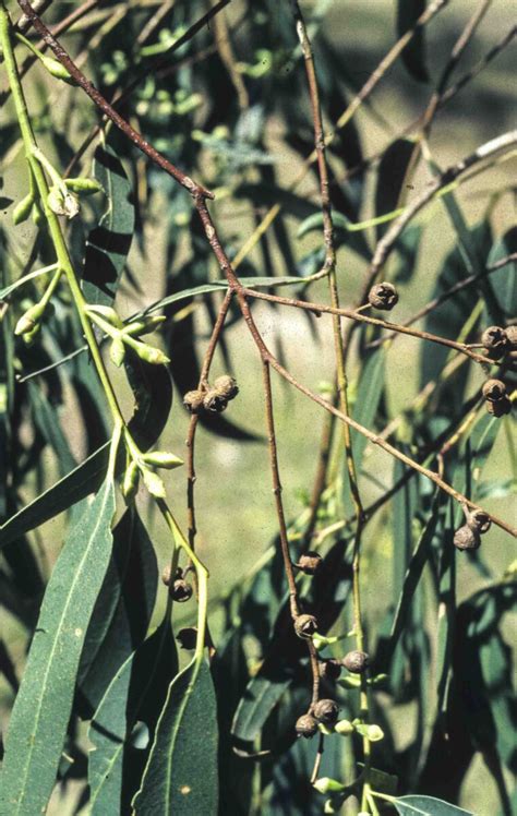 Eucalyptus Viminalis Australian Plants Society