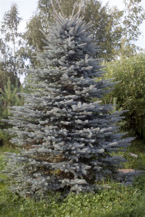 Ель голубая или Ель колючая Picea pungens - купить саженцы голубой ели ...