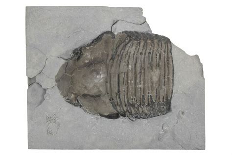 41 Partial Trilobite Trimerus Fossil New York 232154 For Sale