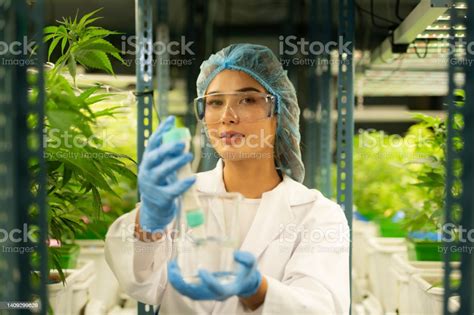 식물에서 자란 아름다운 잎을 가진 대마초 식물을 가진 대마초 농장의 과학자 나는 대마초 식물에 물을 뿌리기 위해 물 모니터를 사용하고 있습니다 20 24세에 대한 스톡 사진