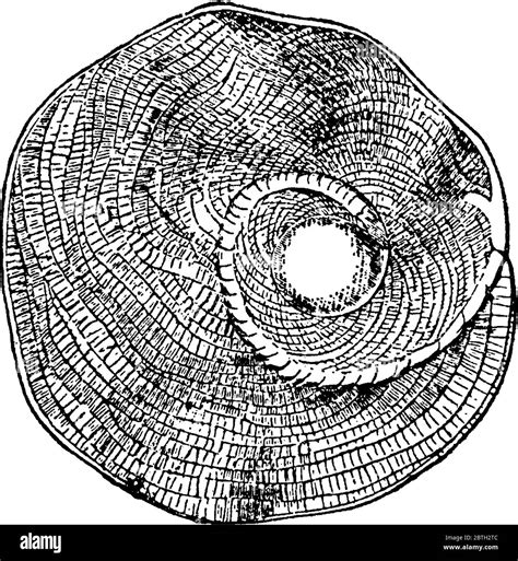 Foraminifera Stock Vector Images Alamy