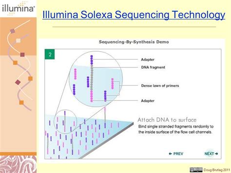 Finishing The Human Genome Ppt Download