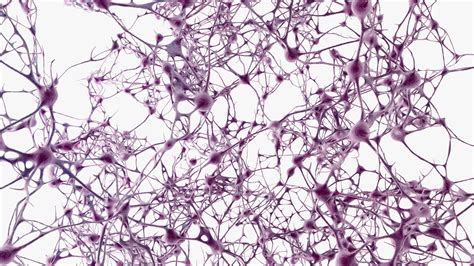3d Neurons Network Turbosquid 2236462