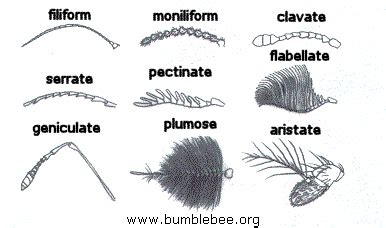 Get 45 Antennae Types In Insects