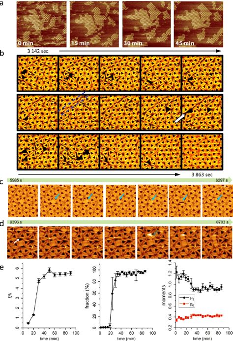Dynamics Of 2d Dna Origami Lattice Assembly At Mica Surfaces A