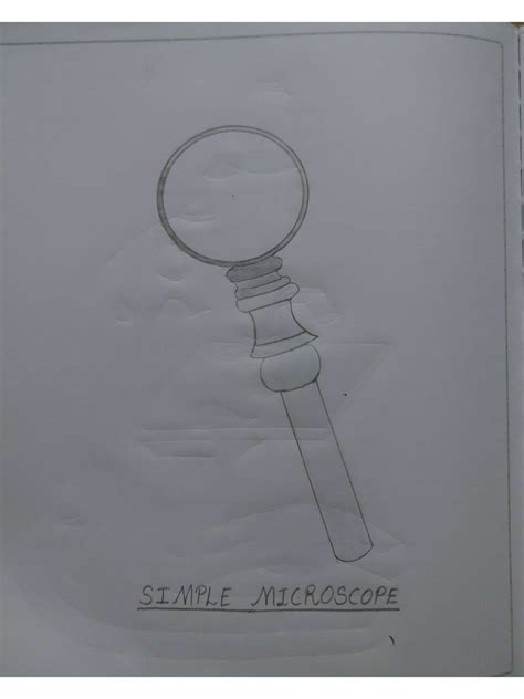 Class 11 Biology Practical Pdf Algae Eukaryotes