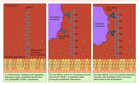 Pdf Targeting Endothelial Vascular Cell Adhesion Molecule 1 In