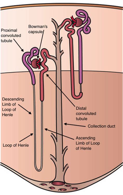 Difference Between Cortical And Juxtamedullary Nephron Difference
