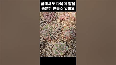 집에서도 다육이 밭을 만들수 있어요다육이다남다육tv약초도시농부shorts Youtube