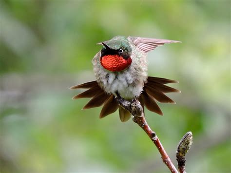 Ruby Throated Hummingbird Birds And Blooms