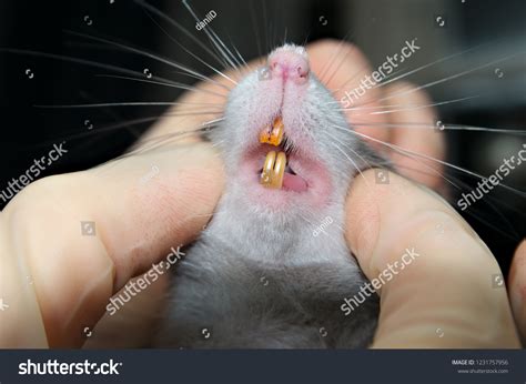 House Mouse Teeth