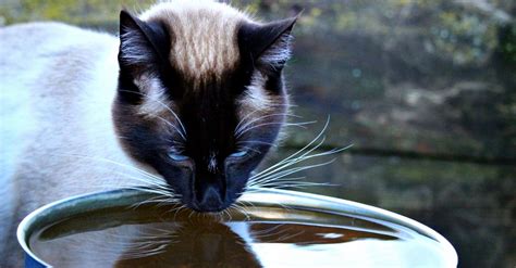 How To Tell If Your Cat Is Dehydrated FamilyPet