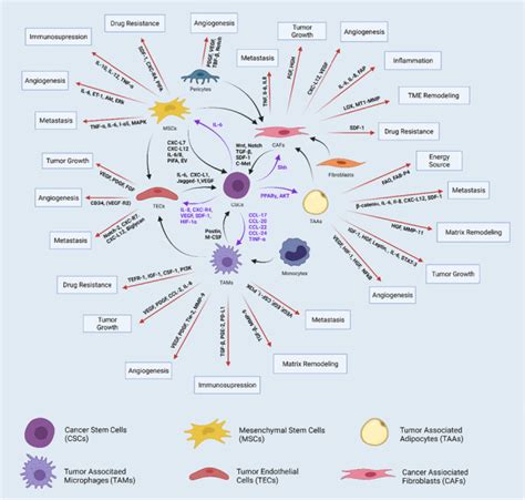Cancer Stem Cells And The Tumor Microenvironment Targeting The Critical Crosstalk Through