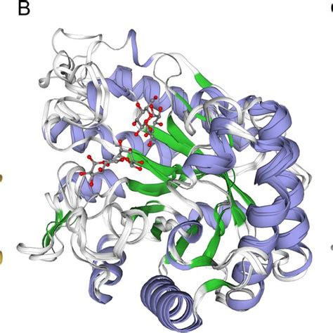 Structural Protein Alignment Of Three Models For Cel776 Generated With