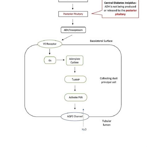 Osmoreceptors In The Hypothalamus Detect Increased Serum Osmolality Download Scientific Diagram