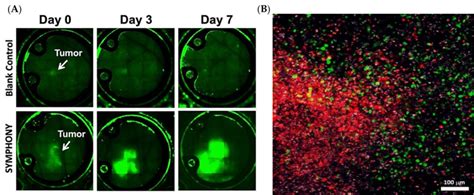 Intravital Optical Imaging Of The Immune Response Through The Window