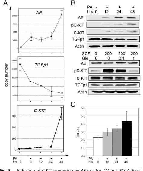 Aml1 Eto And C Kit Mutation Overexpression In T 8 21 Leukemia Implication In Stepwise