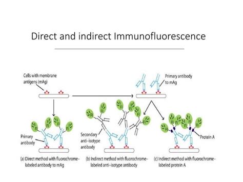Radio Immuno Assay Immuno Fluorescent Test Lab 4pptx