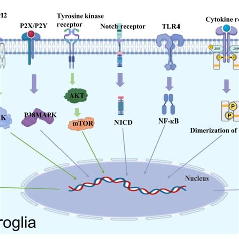 Figure Receptors And Signaling Pathways That Regulate Microglia