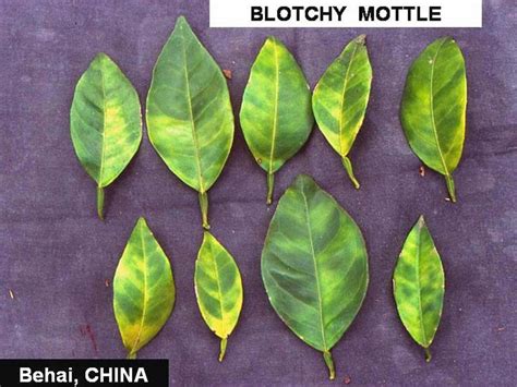 Huanglongbing International Organization Of Citrus Virologists