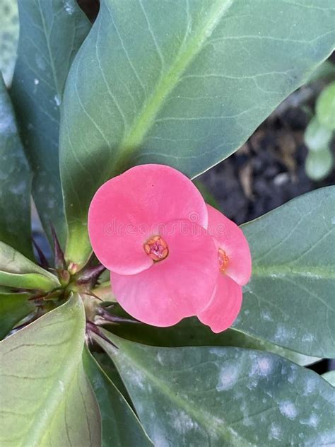Euphorbia Milli Flower In Nature Garden Stock Photo Image Of Flowers