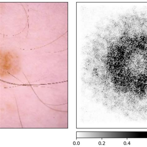 A Test Set Image And Corresponding Integrated Gradient Attributions For Download Scientific