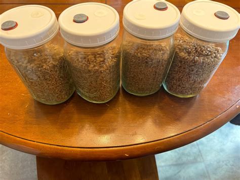 Quart Grain Spawn Jar Etsy