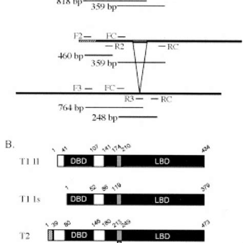 Structure Of Human Pxr Transcripts Design Of Transcript Specific Pcr