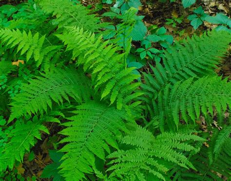 Royal Fern Osmunda Regalis Spectabilis Bumbees