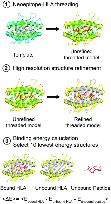 Structure Based Modeling Of Neoepitopehuman Leukocyte Antigen Hla