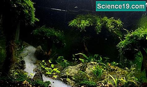 Λίστα των ασπόνδυλων αγγειακών φυτών 💫 Επιστημονική Και Δημοφιλή Ιστοσελίδα Πολυμέσων 2024