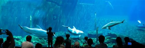 Kostenlose Foto Meer Tier Unterwasser Biologie Fisch Aquarium