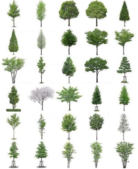 26 Best Tree Plan View Images On Pinterest Tree Plan Png Landscape Architecture Design And