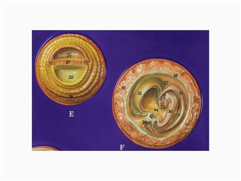 Blastula And 21 Day Embryo Diagram Quizlet