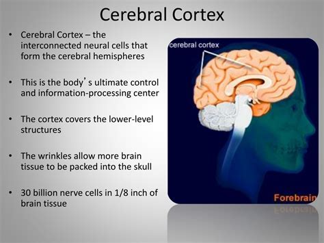 PPT Unveiling The Cerebral Cortex Brain S Control And Processing Hub PowerPoint Presentation