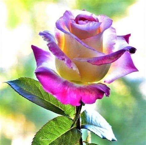 2d3d ပန်းပျိုးလက်