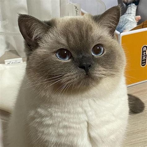 당신은 뚱뚱이 샴고양이를 마주쳤습니다 유머 게시판 루리웹 귀엽고 재미있는 동물 아름다운 고양이 아기 동물