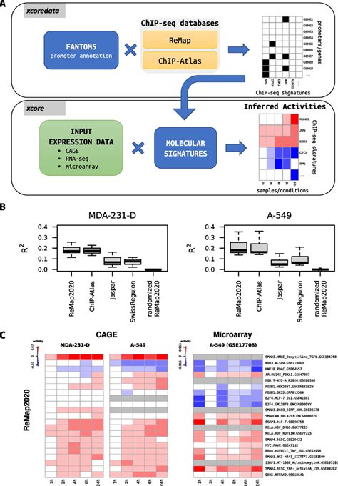 Inferring Transcription Factors Activities From Gene Expression During
