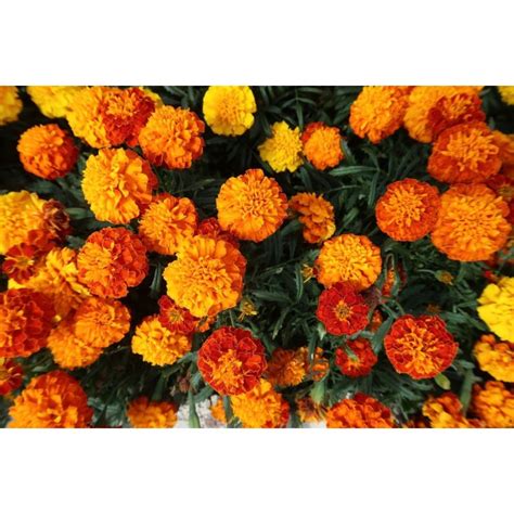 Специални предложения