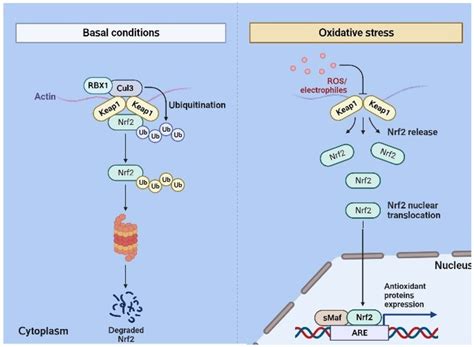 Nrf2 Signaling Pathway Keap1 Homo Dimerizes Via The N Terminal Btb Download Scientific Diagram