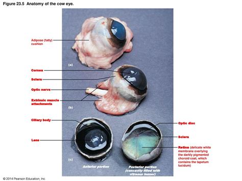 Chapter 17 Anatomy Of Cow Eye Diagram Quizlet