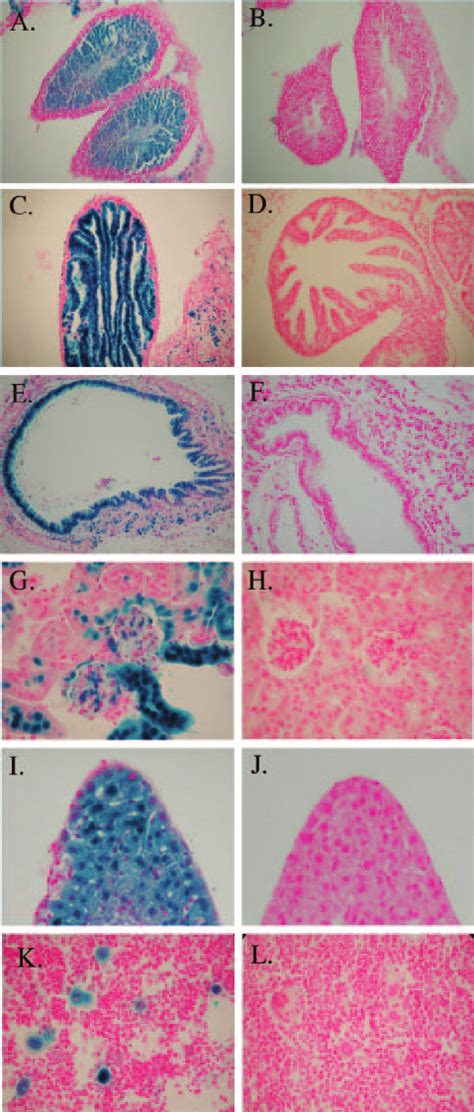Galactosidase Histochemistry Of Ssb 2 Deficient Mice ␤ Download
