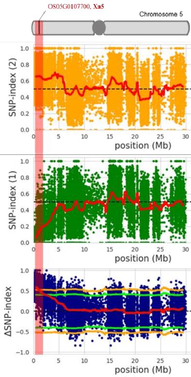 snp index plots between the s bulk top orange dots and r bulk