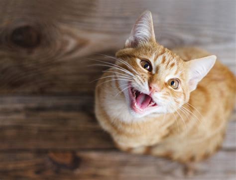 What Is Cholangiohepatitis In Cats Flynn Veterinary Centres