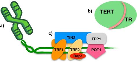 Simone Aureli On Linkedin Conformational Plasticity And Allosteric