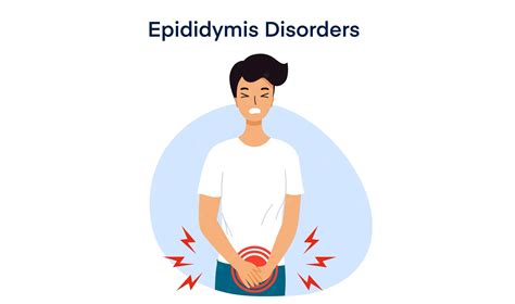 What Is Epididymis Causes Function And Treatment