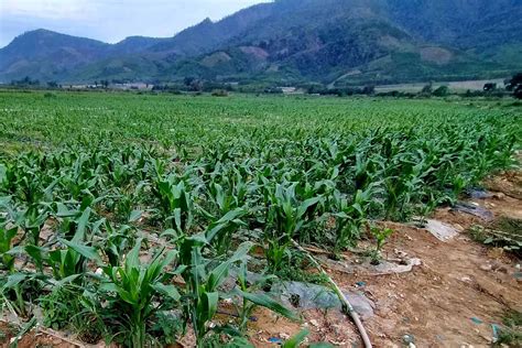 မိုင်းယုမြို့၌ မိုးဦးစိုက် အစေ့ထုတ်ပြောင်းများ အောင်မြင်ဖြစ်ထွန်း Information And Public