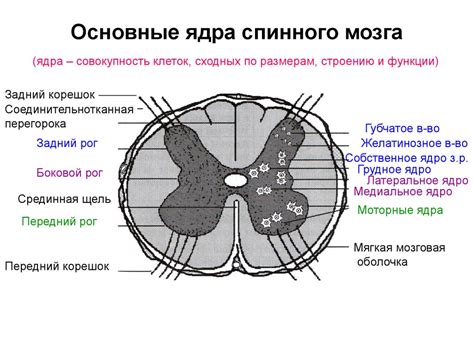 Частная гистология Нервная система презентация онлайн