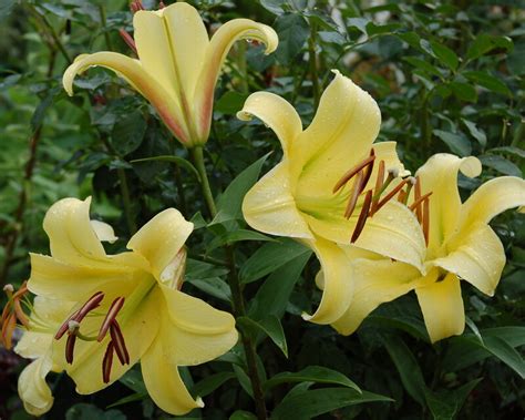 Лилия Бельвиль Фото И Описание – Telegraph